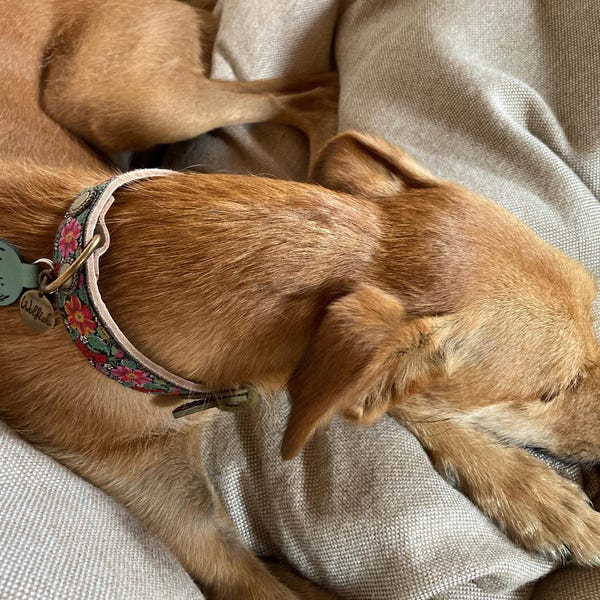 Dog Neck Band With Name. Custom Pet Id. Engraved Dog Collar. Custom Cat ...