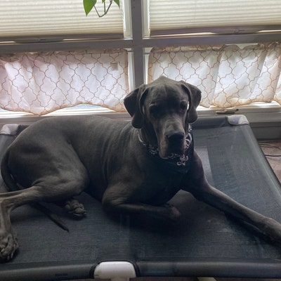 Heavy Duty PVC Frame Elevated Great Dane Bed, Extra Large Bed, X Large ...