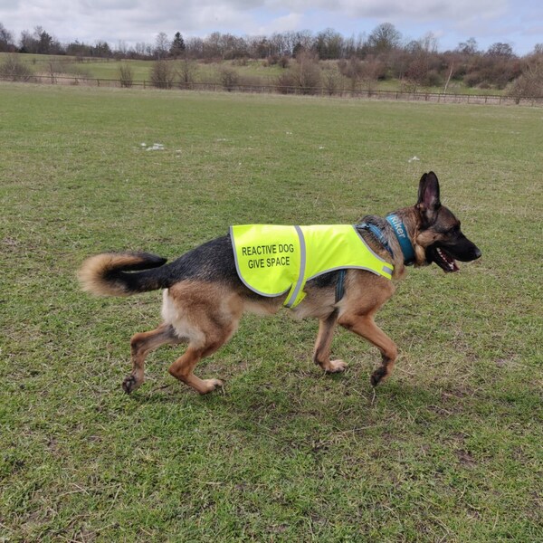 Personalised Dog High Vis Vest Coat Safety Reflective Pet Hi-vis Custom ...