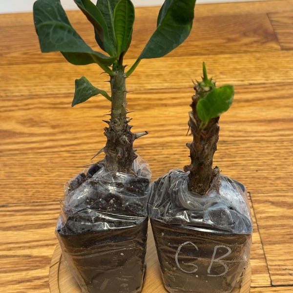 Athens Blue Princess Glory Bush Plant~~tibouchina Urvilleana~small ...