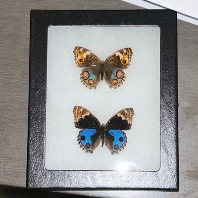Crenis Pechueli One Real Butterfly Orange Blue Africa - Etsy