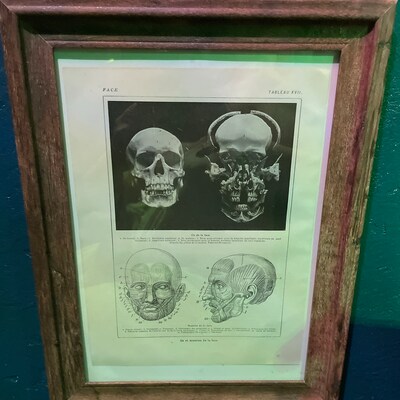 Calming Plants Plate French Vintage Original Print Color Illustration ...