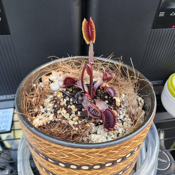 Venus Flytrap 'akai Ryu' - Dark Red Traps - Carnivorous Plant - Etsy