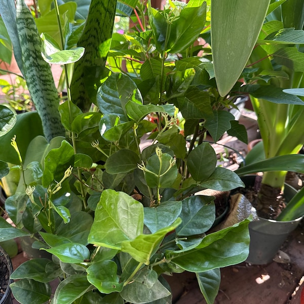 Ixora Taiwanese Red in 6" Pot, Carmen Dwarf Red, Ixora - Etsy