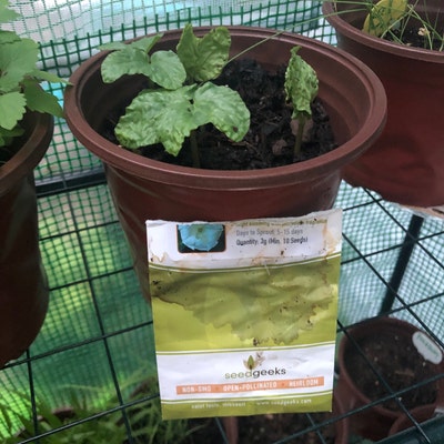 Moonflower Heirloom Flower Seeds Moon Vine, Night Blooming, Morning ...