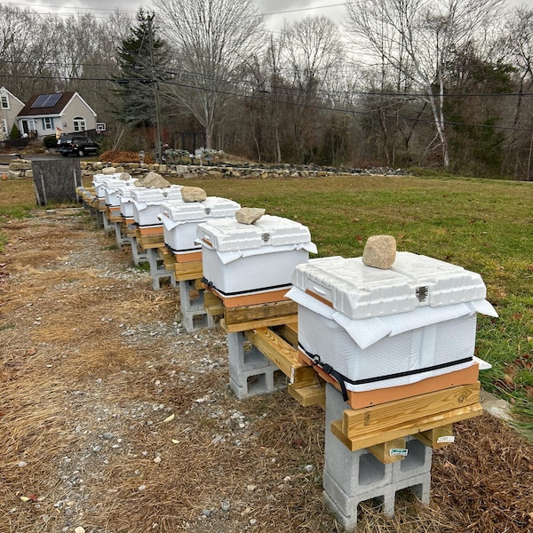 Floating Bee Island, Bee Waterer, Bee Water Station, Colorful Bee ...