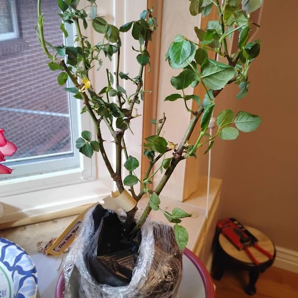 Rose【scheherazade| シェエラザード】-1.5 Gal Ownroot | Rare Rose| Strong ...