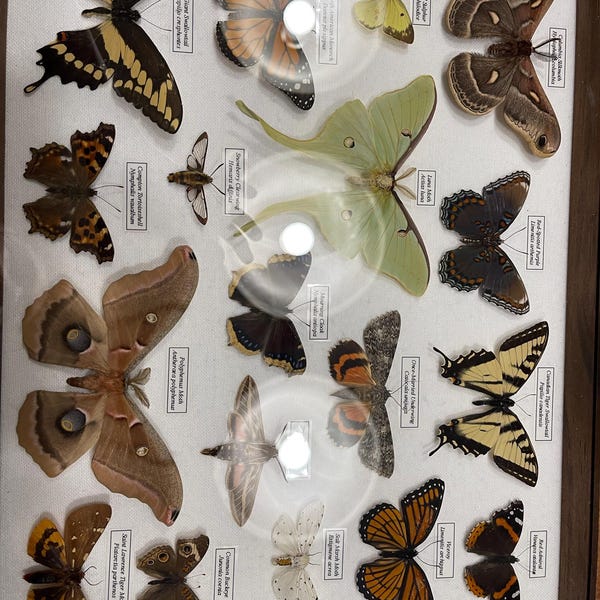 Giant Cicada & Empress Cicada Shadow Box Framed Quesada Gigas ...