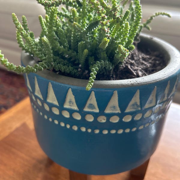 Giant Watch Chain, Princess Pine, Live Potted Succulent in 4" Pot - Etsy