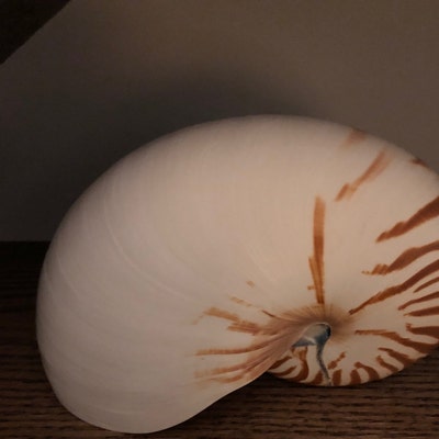 Natural Nautilus Shell Large Nautilus Coastal Home Decor Seashells ...