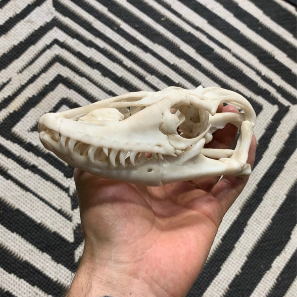Puma or Mountain Lion Skull Replica (museum Quality) - Etsy
