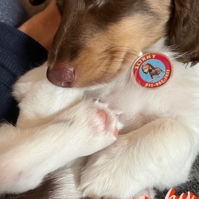 Pet ID Tag hola Me Llamo Dog Tag Cat Tag Pet Tag - Etsy