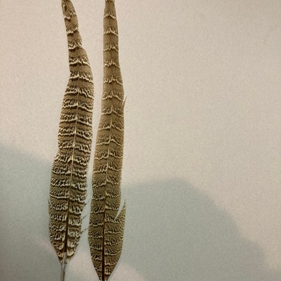 Great Argus argusianus Argus Pheasant Tail Feather, Naturally Molted ...