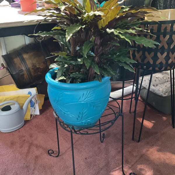 Allium 'millenium' Live Plant, 1 Gallon Pot - Etsy