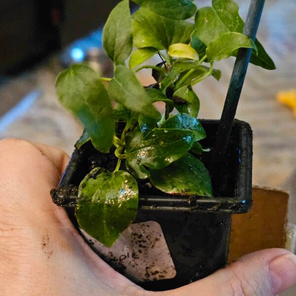 Clematis Flowering Vine Princess Anna - Live Plant - Etsy