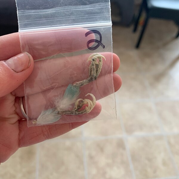 Taxidermy Bird Wings, Real Bird Wing, Chicken Wing, Partial Wing, 8 X 2 ...