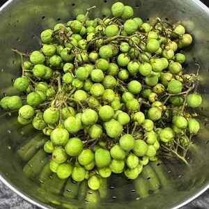Fresh Whole Burdock Root, Gobo Root - Etsy