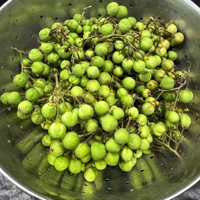 Fresh Whole Burdock Root, Gobo Root - Etsy
