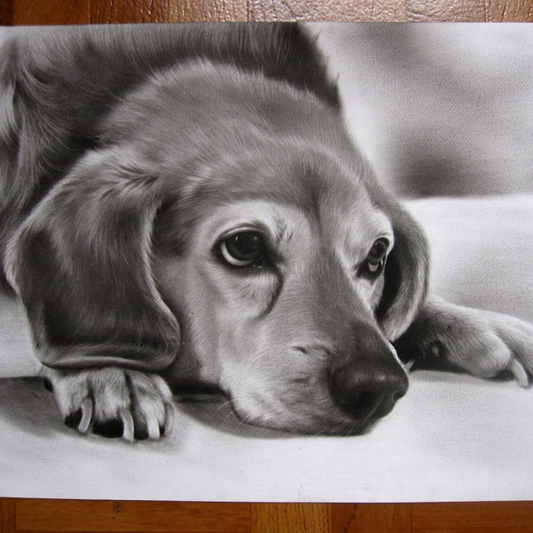 Amstaff Drawing- Black and White Custom Pet Portrait- Hand Drawn Dog ...