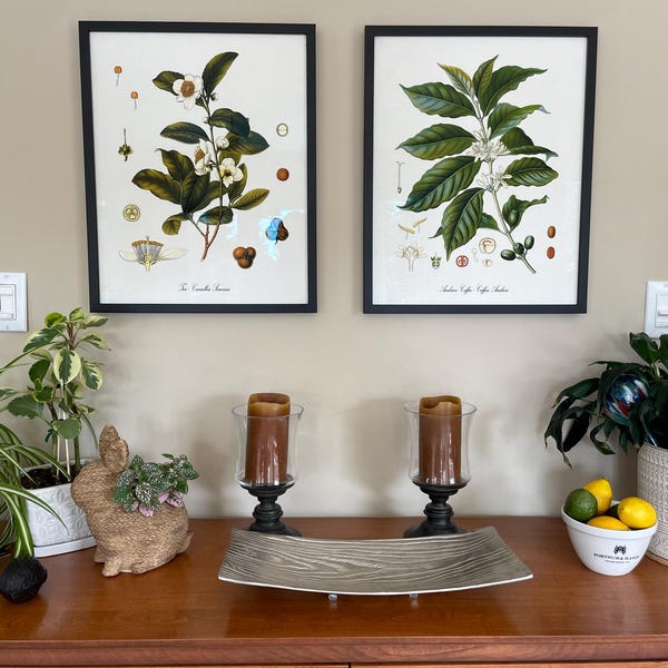 Coffee Botanical Print, Coffee Botanical Art Print, Coffee Bean ...