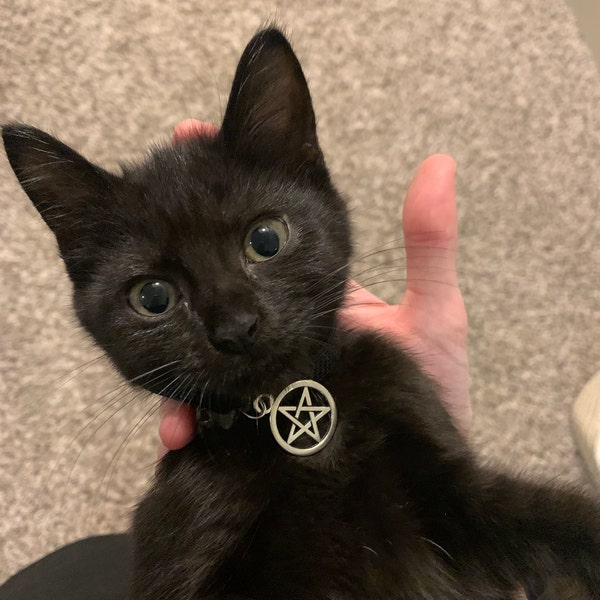 Witches Familiar Pentacle Cat Collar: Adjustable Pentacle Charm ...
