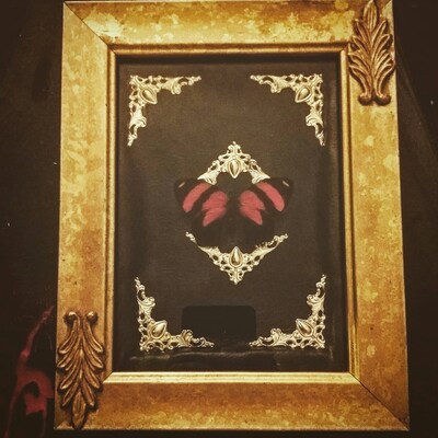 Real Callicore Cynosura Butterfly, Spread for Your Project or Laminated ...