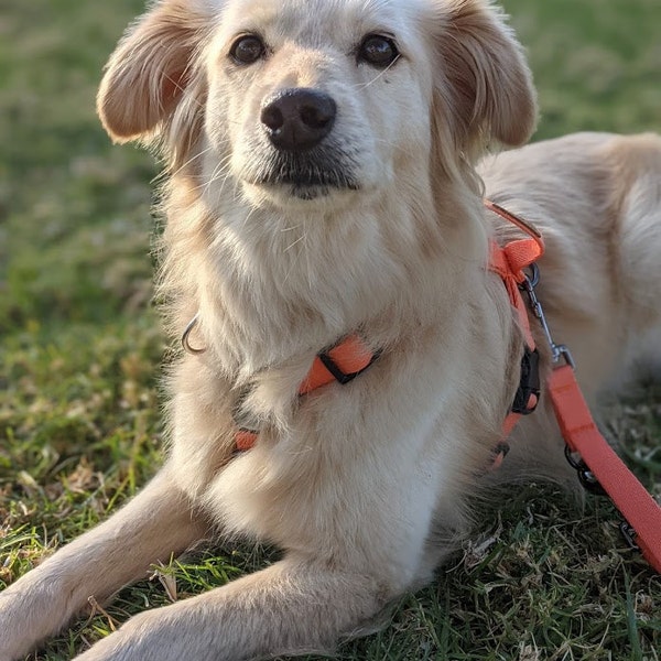 Lof Dog No Pull H-type Harness With Handle, Designed to Fit Dogs Body ...