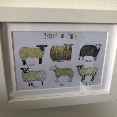 Greetings Card Breeds of Sheep - Etsy