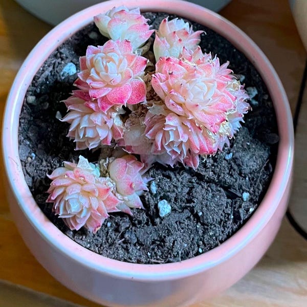 Rare Plants, Echeveria Queen Butterfly - Etsy