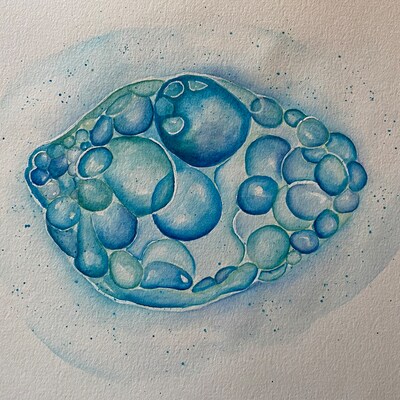 Custom Embryo Watercolor Painting - Etsy