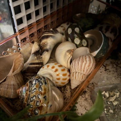 Conch Florida King Crown Conch Seashell Handpicked on Marco Island or ...