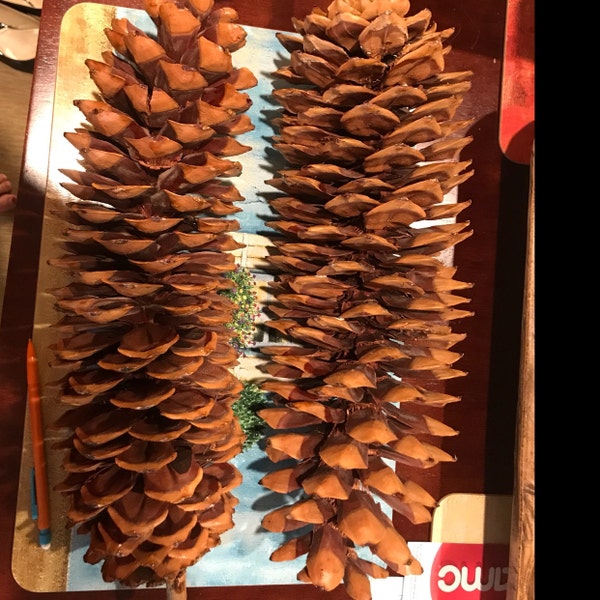 Sugar Pine Cones - Medium - 10" to 12" for Your Holiday Decor - - Etsy