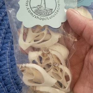 Paper Fig Shell 5 1 Piece - Etsy