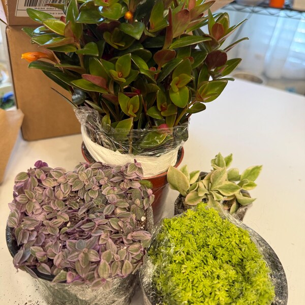 Variegated Baby Sun Rose, Ice Plant, Pink Succulent, Rare Plant in 2 ...