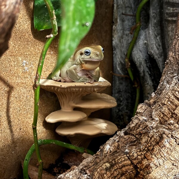 Crested Gecko and Frog Hanging Wavy Mushroom Ledge - Etsy UK