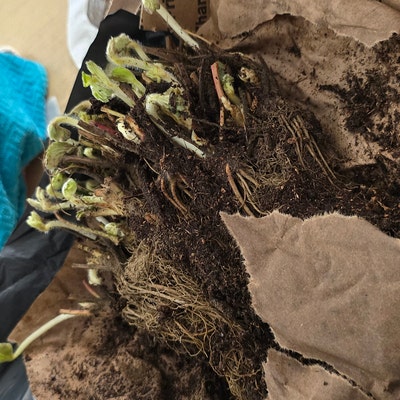 5 Raspberry Plants Joan J Completely Thornless, Everbearing, High ...