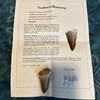 Great Macrorhizodus Falcatus Shark Tooth From Dakhla Morocco - Etsy