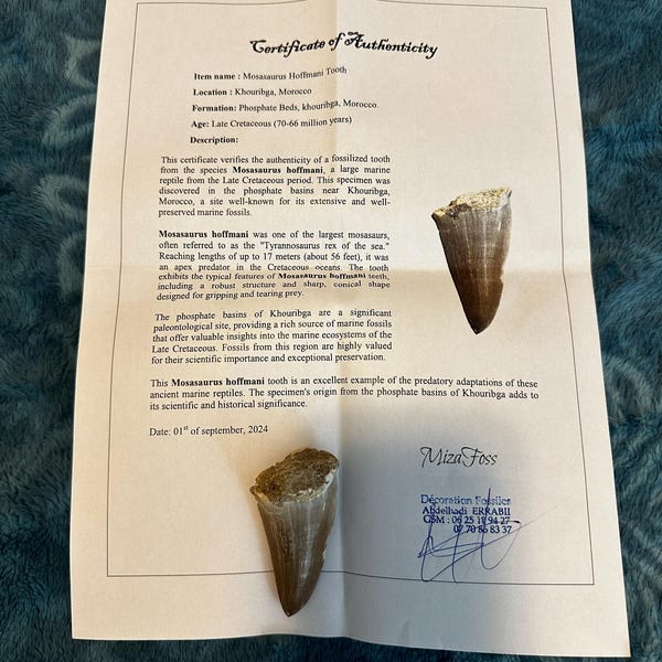 Museum-quality Mosasaurus Tooth – Prehistoric Fossil Find- Stunning ...