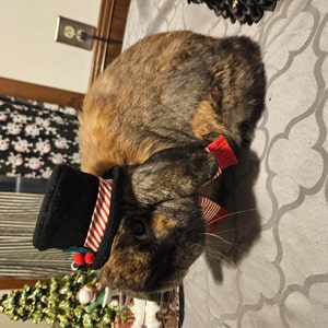 Colonial Tricorn Pirate Hat for Pet Bunny Rabbit and Other Small Pets ...