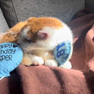 Personalised Catnip Fabric Birthday Balloon Gotcha Day Gift - Etsy UK