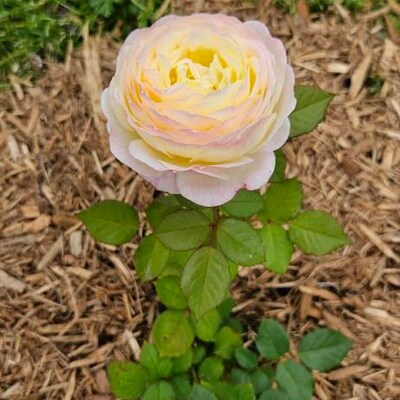 Rose Plant washitsu 和室 ジャパネスクモナムール - Etsy