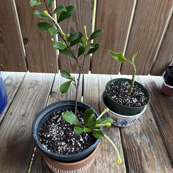 CAROLINA JASMINE Fragrant Swamp Jessamine Yellow Spring Flowering Vine ...