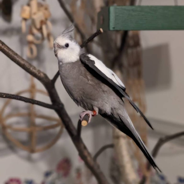 Parakeet Small Bird Tree Base Only - Etsy