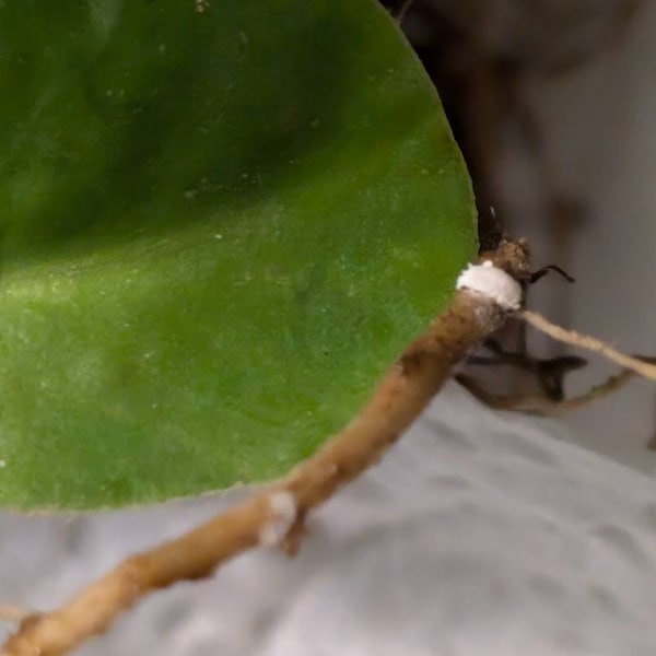 Chinaberry Tree, Pride of India, Bead-tree, Cape Lilac, Persian Lilac ...