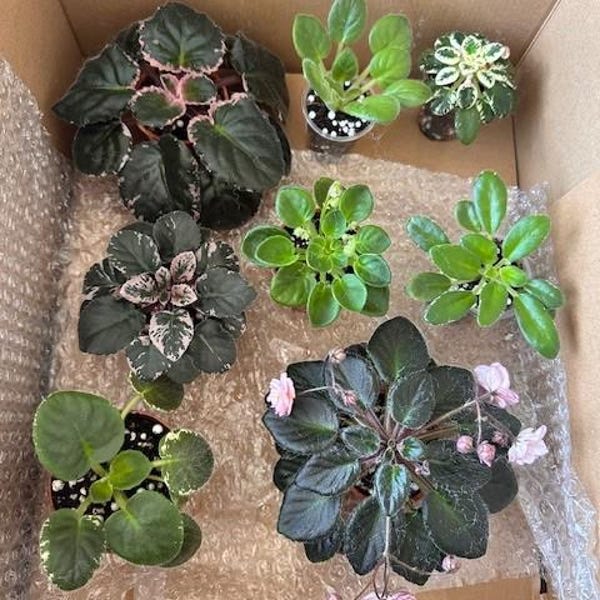 Very Rare 'leaf Chimera Rob's Lucky Penny' African Violet Miniature ...