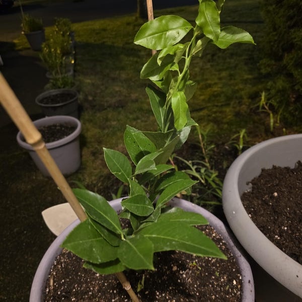 Grafted Kishu Mandarin Tree in Half Gallon Pot, Tangerine. Florida ...