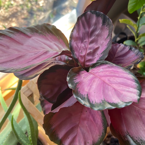 Calathea Pink Star in 6" Pot, Live Plant, Prayer Plant - Etsy
