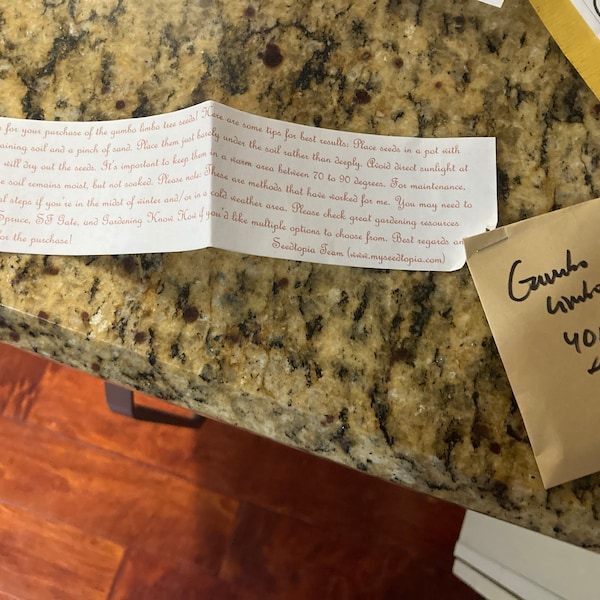 Gumbo Limbo "tourist" Tree (bursera Simaruba) Seeds - Etsy