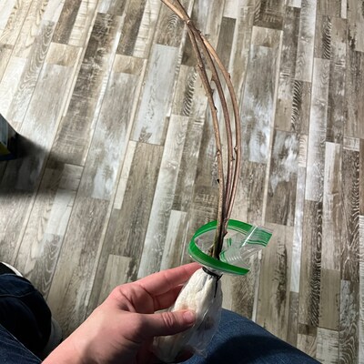 Dad's Beautiful Fragrant Purple 3 Wisteria Vine Canes Cuttings to Root ...