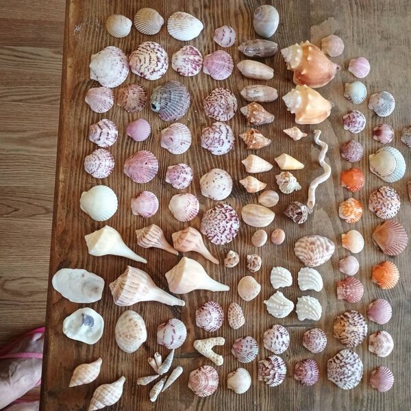 5 Angel Wing Shells, Sanibel Shells, Florida Shells, Craft Shells - Etsy
